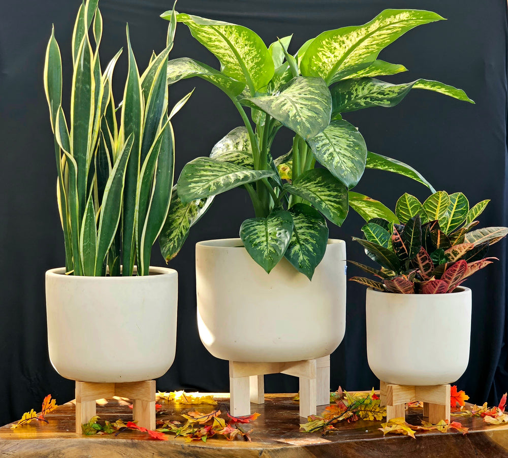Plant Stands – JACKALOPE POTTERY