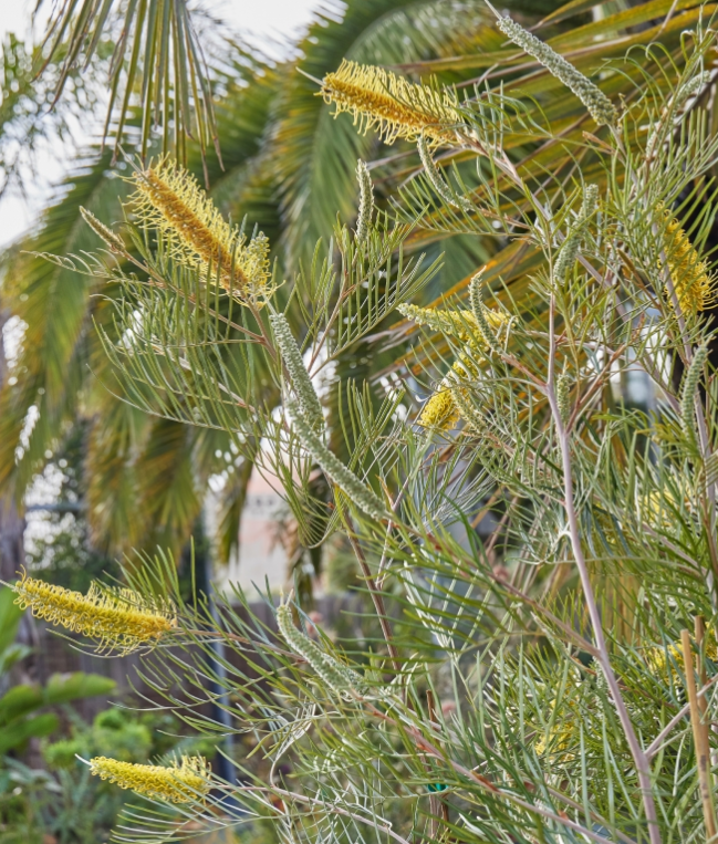 G&N-GRAVILLEA 'SANDRA GORDON' 15G – JACKALOPE POTTERY